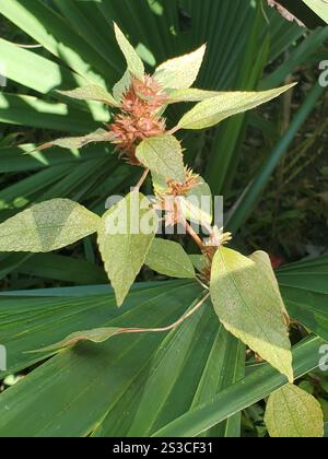 Slender Three-seeded Mercury (Acalypha gracilens Stock Photo - Alamy