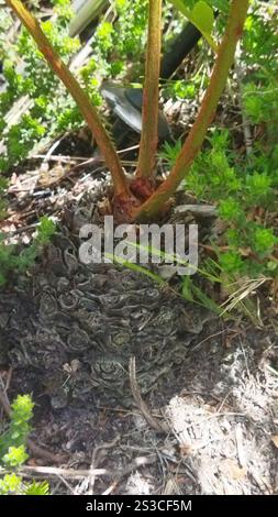 king fern (Todea barbara Stock Photo - Alamy