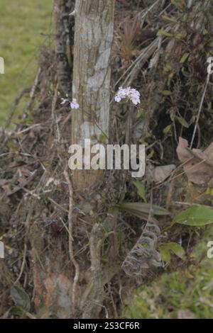 Delicate Violet Orchid (Ionopsis utricularioides), Orchidaceae Stock ...