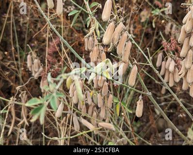 low rattlebox (Crotalaria pumila Stock Photo - Alamy
