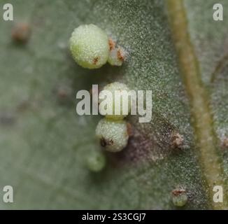 (Neuroterus saltatorius texanus Stock Photo - Alamy