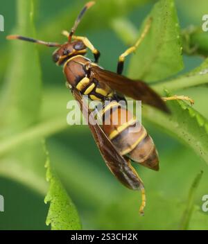 Caribbean Paper Wasp (Polistes crinitus Stock Photo - Alamy