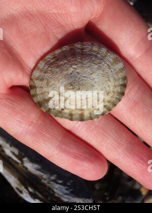Shield Limpet (Lottia pelta Stock Photo - Alamy