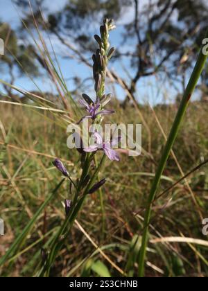 blue grass lily (Caesia calliantha Stock Photo - Alamy