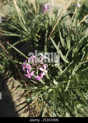 Icarian Treacle Mustard (Erysimum scoparium) Plantae Stock Photo - Alamy