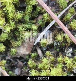Side-fruited Crisp-moss (Tortella squarrosa), Plantae, Lugo, Spain, On ...