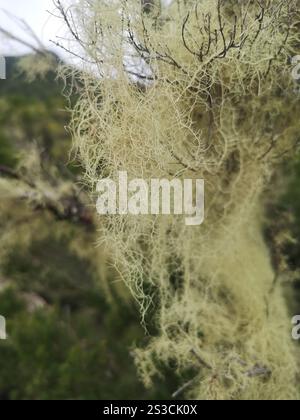 Red Beard Lichen (Usnea rubicunda) Fungi Stock Photo - Alamy