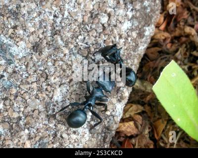 Common Giant Turtle Ant (Cephalotes atratus), Insecta, Brokopondo ...