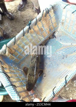 Northern Hog Sucker (Hypentelium nigricans), Actinopterygii, Seneca ...