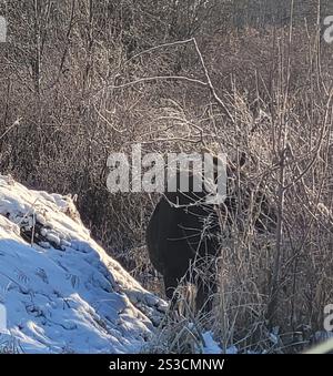 Northwestern Moose (Alces alces andersoni Stock Photo - Alamy
