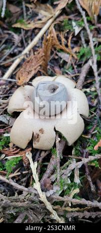 rounded earthstar (Geastrum saccatum Stock Photo - Alamy