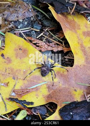 Fierce Orbweaver (Araneus saevus Stock Photo - Alamy