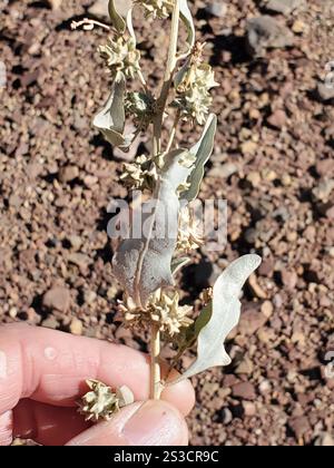 Wheelscale Saltbush (Atriplex elegans Stock Photo - Alamy