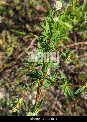shrubby false buttonweed (Spermacoce verticillata), Plantae, Saint ...