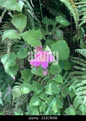 Creeping Gloxinia (Lophospermum erubescens Stock Photo - Alamy