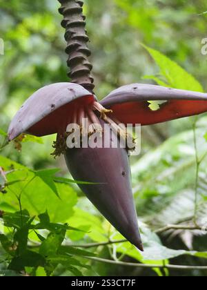 sweet wild banana (Musa balbisiana Stock Photo - Alamy
