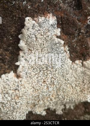 Chiseled Sunken Disk Lichen (Circinaria contorta Stock Photo - Alamy