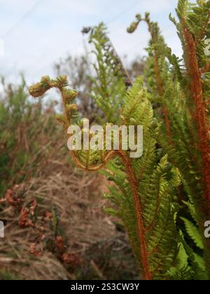 mother shield-fern (Polystichum proliferum), Plantae, Great Otway ...