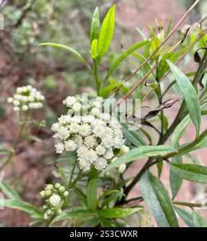 marsh baccharis (Baccharis glutinosa Stock Photo - Alamy