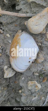 Southern Tuatua (Paphies donacina Stock Photo - Alamy