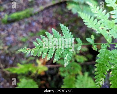 spreading wood fern (Dryopteris expansa Stock Photo - Alamy
