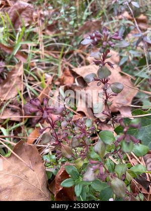 Georgia calamint (Clinopodium carolinianum Stock Photo - Alamy