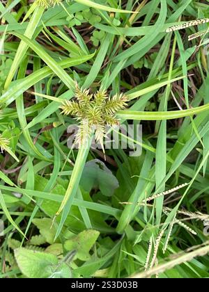 Pacific island flatsedge (Cyperus cyperoides Stock Photo - Alamy