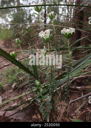 Common Rice-flower (Pimelea humilis Stock Photo - Alamy