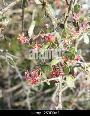 Splint Spike-Thorn (Gloveria integrifolia Stock Photo - Alamy