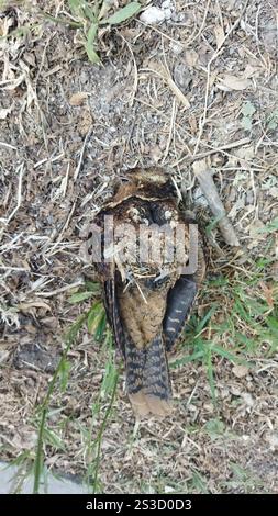 Rufous Nightjar (Antrostomus rufus Stock Photo - Alamy