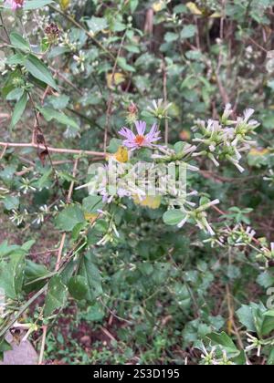 Climbing Aster (Ampelaster carolinianus Stock Photo - Alamy