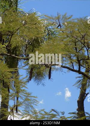Red Angico (Anadenanthera colubrina Stock Photo - Alamy