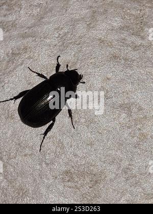 Masked Chafers and Rice Beetles (Cyclocephalini Stock Photo - Alamy