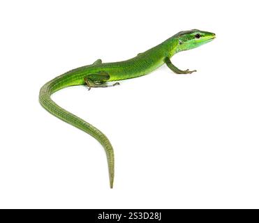 Sakishima Grass Lizard (Takydromus dorsalis Stock Photo - Alamy