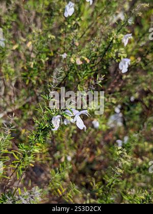 Largeflower False Rosemary (Conradina grandiflora Stock Photo - Alamy