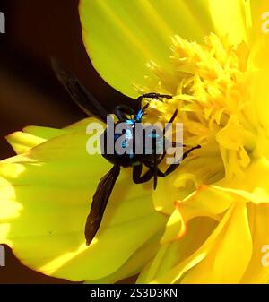 (Thyreus nitidulus nitidulus Stock Photo - Alamy