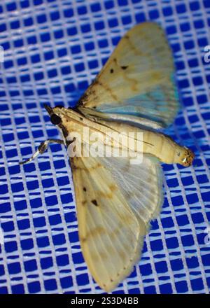 Pearl Moths (Spilomelinae Stock Photo - Alamy