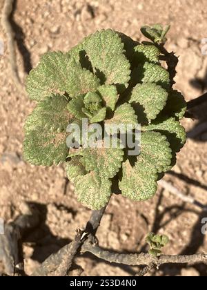 Scrubwood (Commidendrum rugosum Stock Photo - Alamy