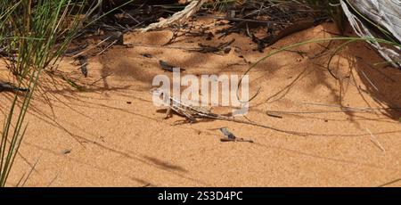 eastern mallee dragon (Ctenophorus spinodomus Stock Photo - Alamy
