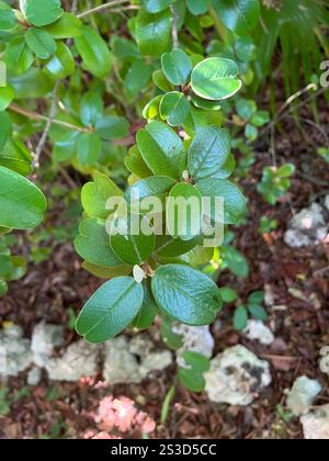 Jamaican caper (Quadrella cynophallophora Stock Photo - Alamy
