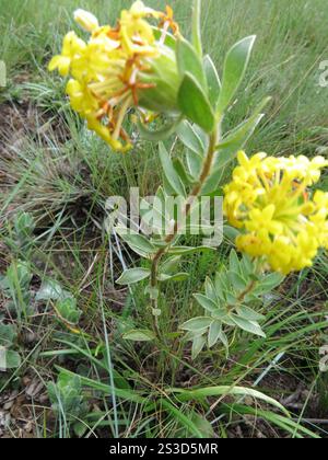 Fire Curryflower (Lasiosiphon anthylloides Stock Photo - Alamy