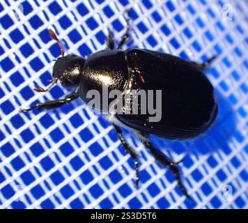 Pale and Green Leaf Chafers (Anomala) Insecta Stock Photo - Alamy