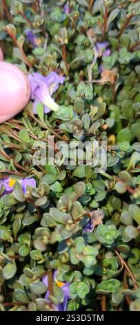 New Zealand Musk (Thyridia repens Stock Photo - Alamy