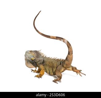 Green iguana striking with its tail to defend itself by whipping its ...