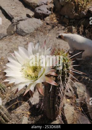 Quisco (Trichocereus chiloensis Stock Photo - Alamy