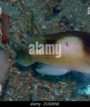 Blackbanded Damsel (Amblypomacentrus breviceps Stock Photo - Alamy