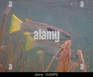 Squaretail Mullet (Ellochelon vaigiensis Stock Photo - Alamy