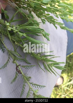 marsh mermaidweed (Proserpinaca palustris Stock Photo - Alamy