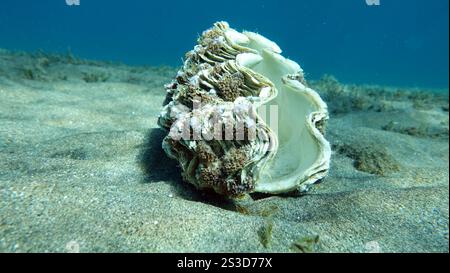 Rugose giant clam. Molluscs, type Mollusca. Bivalve mollusks. Family ...