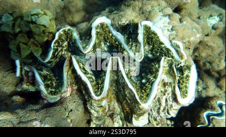 Rugose giant clam. Molluscs, type Mollusca. Bivalve mollusks. Family ...